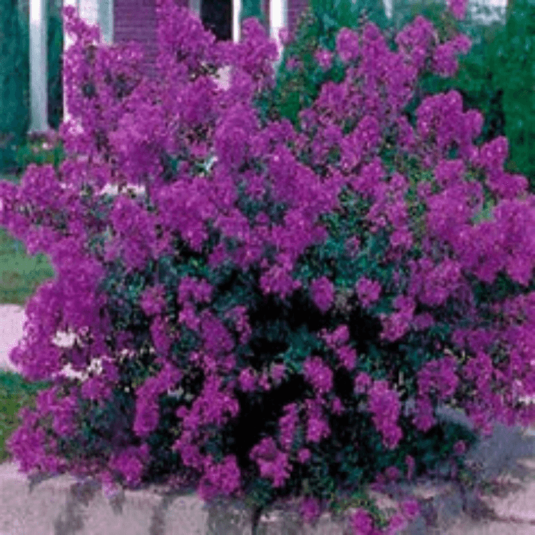 Velmas Royal Delight Extremely Dark Purple Flowers Adorn a Dwarf Tree| Southern Charm Crape ...